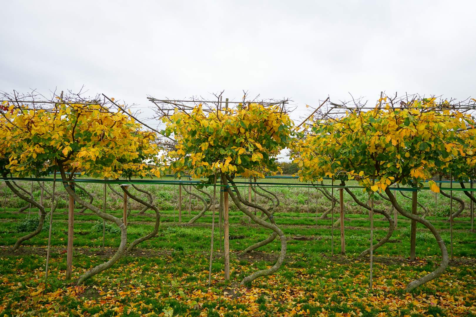 Parrotia persica TREEVOLUTION ® THE SWING ® | Parrotia persica TREEVOLUTION ® THE SWING ® - Van ...